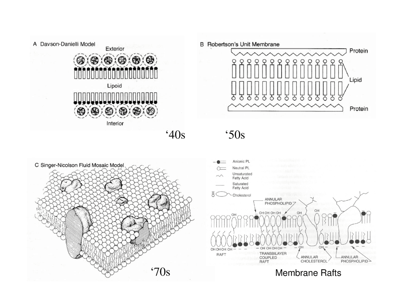 Membrane Microdomains Formation of Cellular Processes | CHM 6304 - Docsity