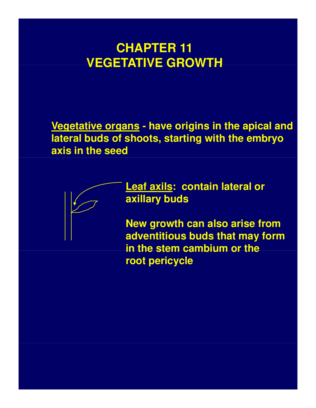 Vegetative Growth Lecture Slides Agr 4512 Docsity