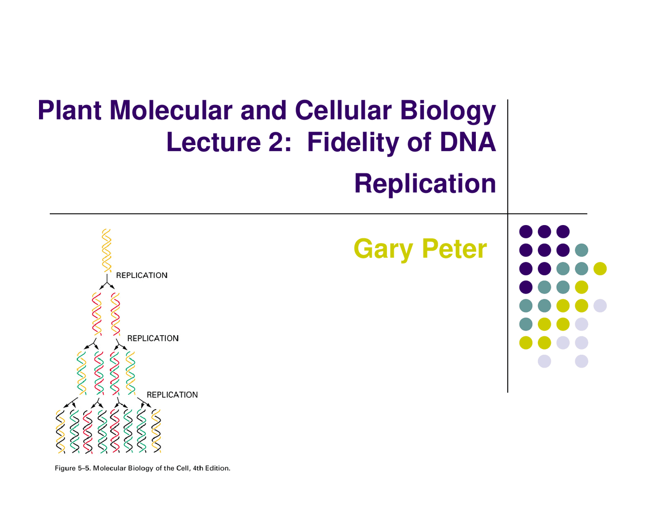 Fidelity of DNA Replication - Lecture Slides | PCB 5530 - Docsity