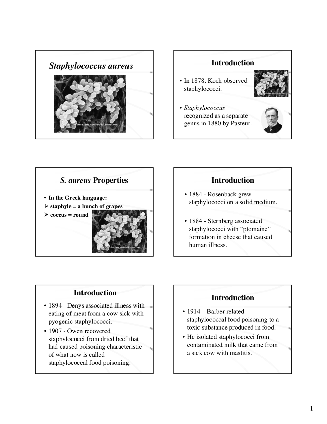 Lecture Slides On Introduction To Staphylococcus Aureus Phr 250 Docsity