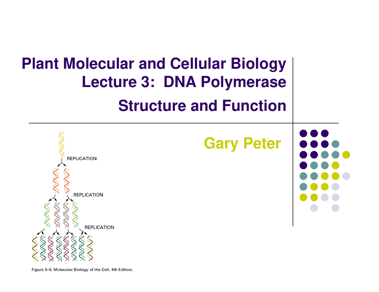 Dna Polymerase Structure And Function Lecture Notes Pcb 5530 Docsity