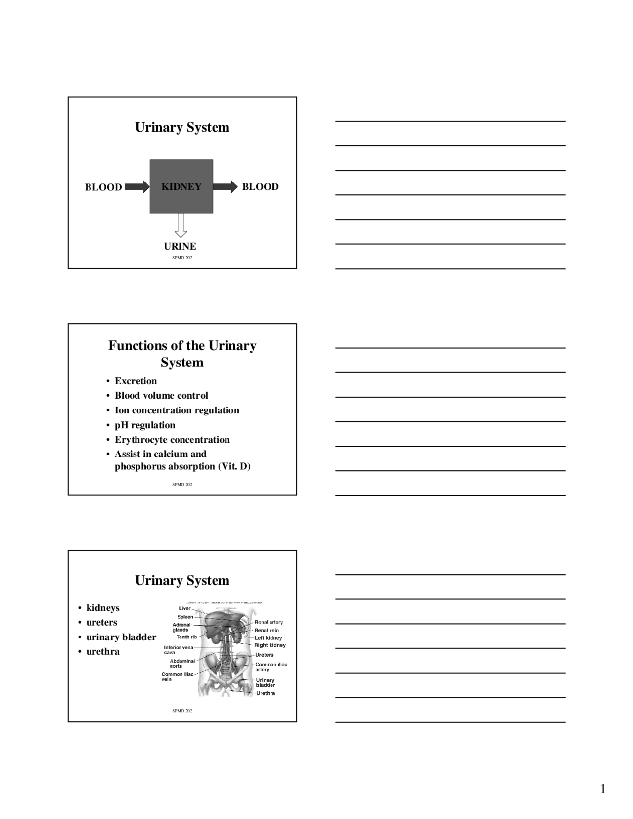Urinary System - Human Physiology - Slides | SPMD 202 - Docsity