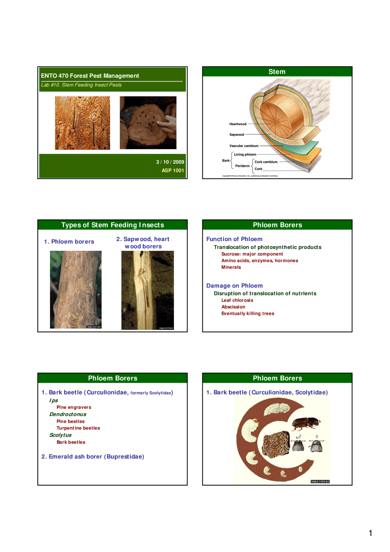 Stem Feeding Insect Pests Forest Pest Management Ento 470 Lab