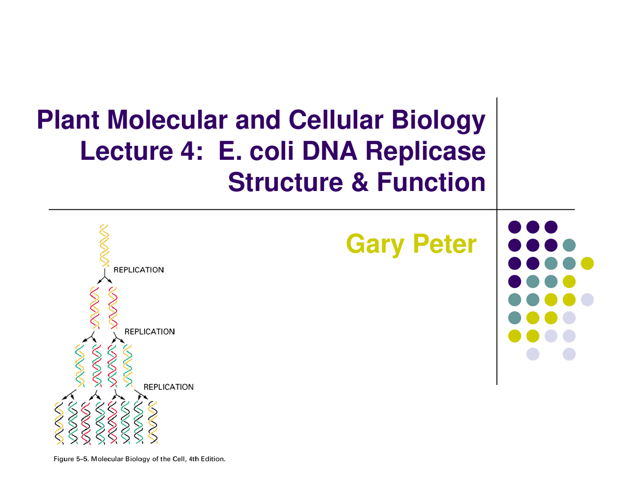 E.coli DNA Replicase Structure and Function - Lecture Notes | PCB 5530 ...