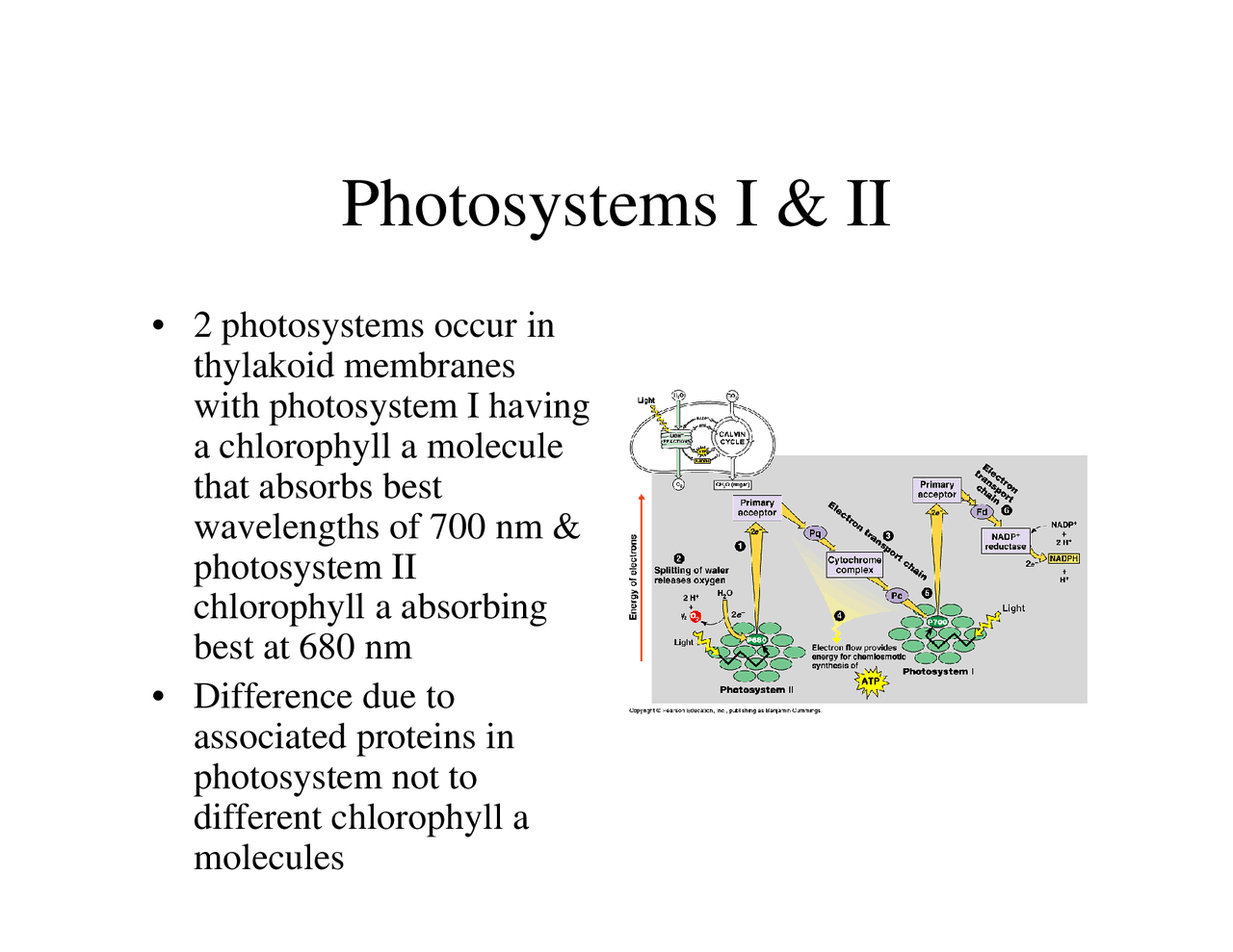 Photosystems I and II - Principles of Biology I | BI 107 - Docsity
