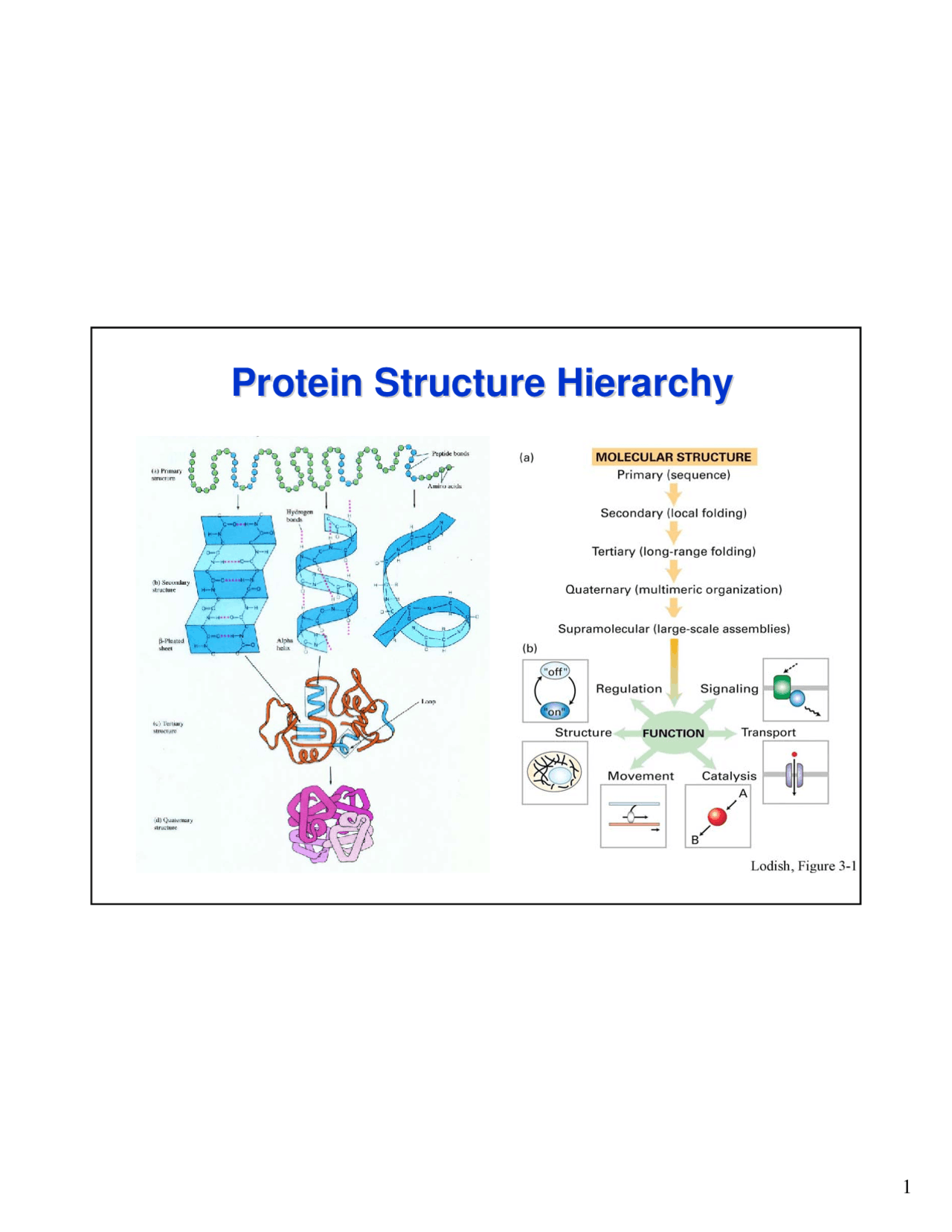 Protein Structure Hierarchy Lecture Slides Bch 401g Docsity