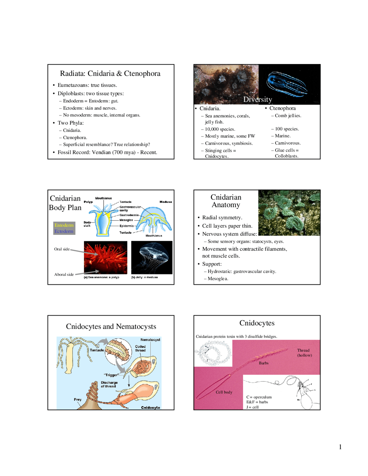 Radiata: An Overview of Cnidaria and Ctenophora | Study notes Biology ...