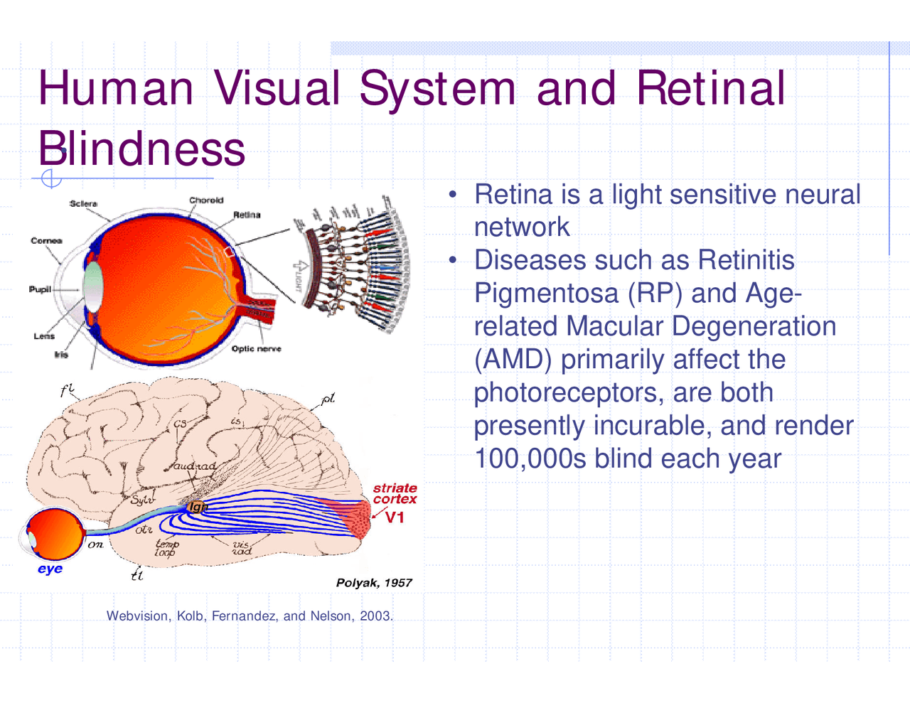 Lecture Slides On Human Visual System And Retinal Blindness Intd 620