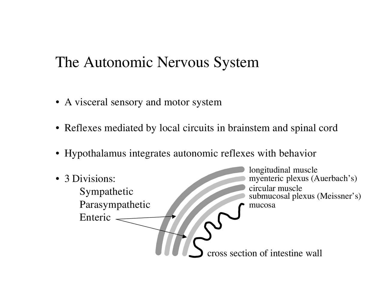 The Autonomic Nervous System - Review Sheet | BISC 421 - Docsity