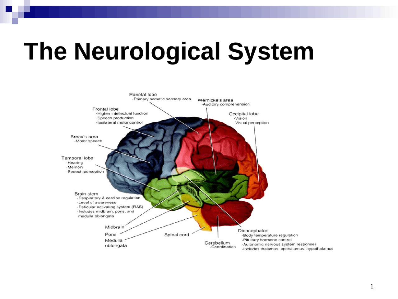 The Neurological System - Lecture Notes | NUTH 2003 | Study notes ...