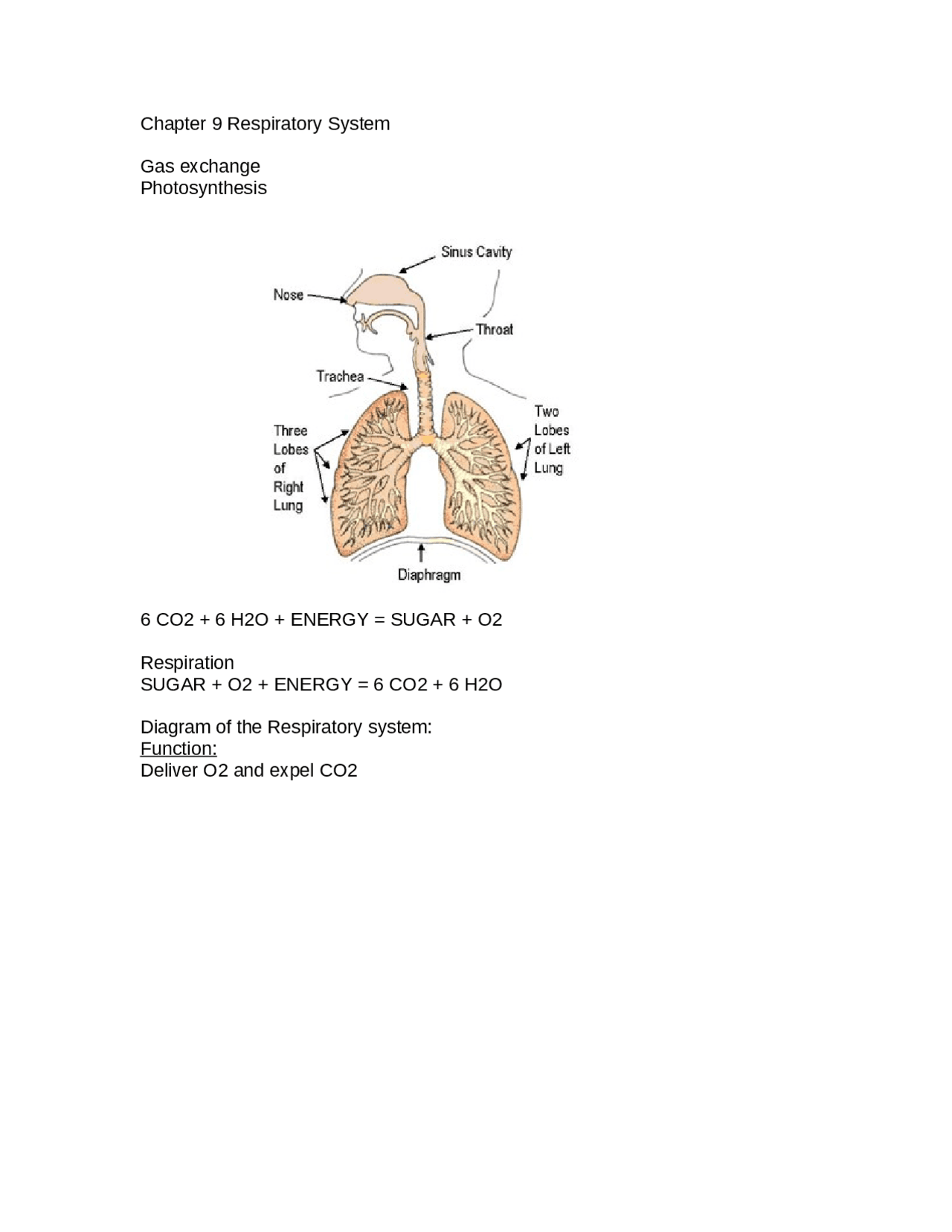 Lecture Notes on Respiratory System - Human Biology | | Study notes ...