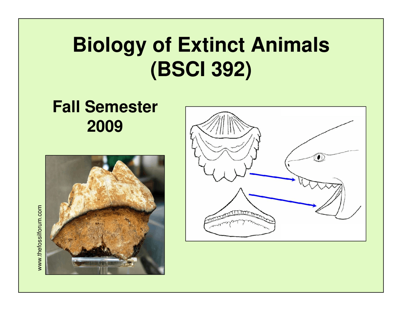 Biology of Extinct Animals - Lecture Slides | BSCI 392 - Docsity