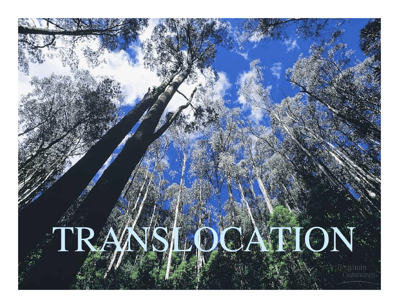 Translocation in Plants: Understanding Water and Nutrient Movement ...