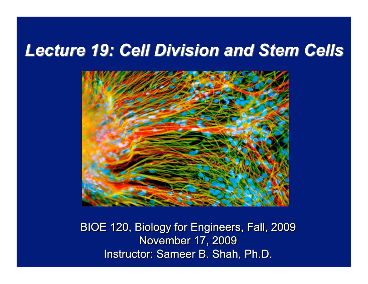 Lecture Notes On Cell Division And Stem Cells Bioe 120 Docsity