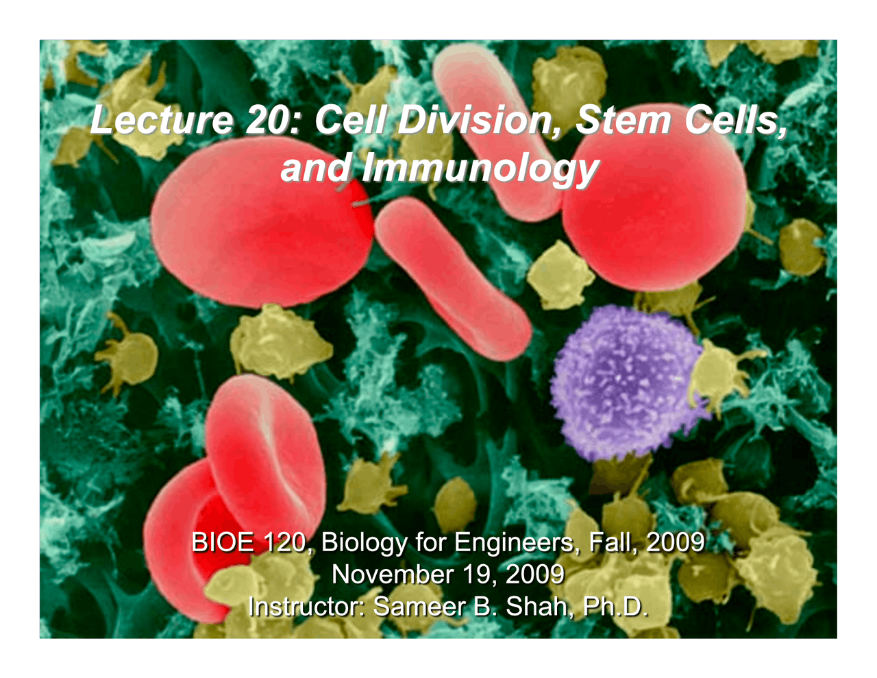 Cell Division, Stem Cells, and Immunology - Biology for Engineers ...