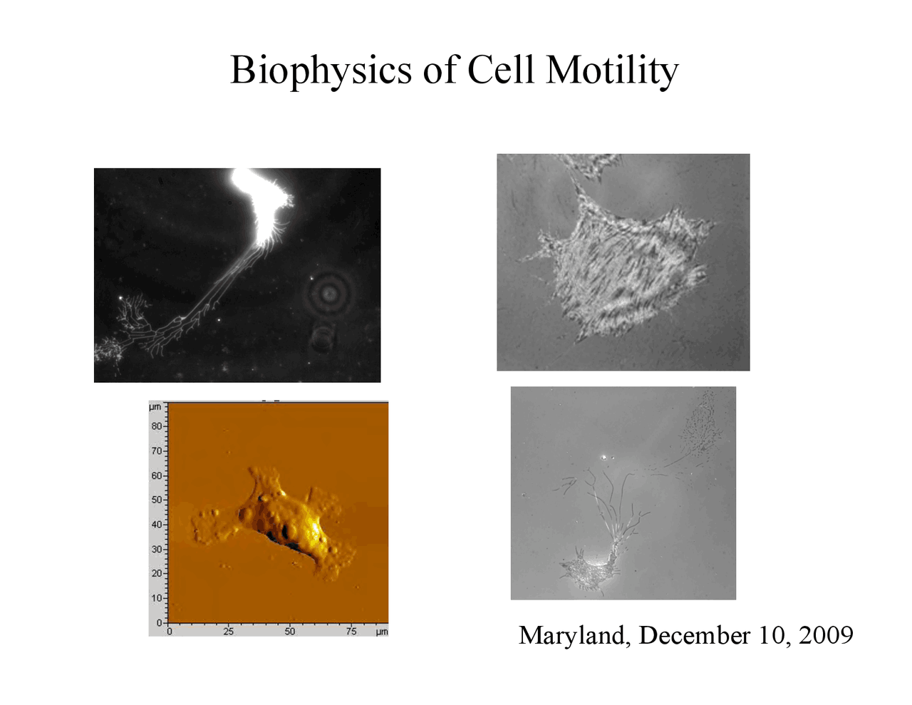 Biophysics of Cell Motility - Biology for Engineers | BIOE 120 - Docsity