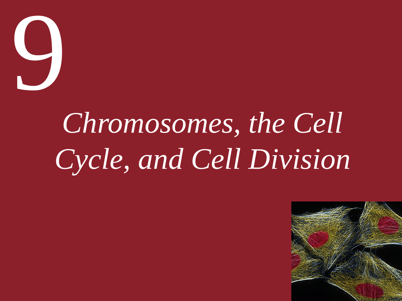 Chromosomes The Cell Cycle And Cell Division Slides Biol 1107