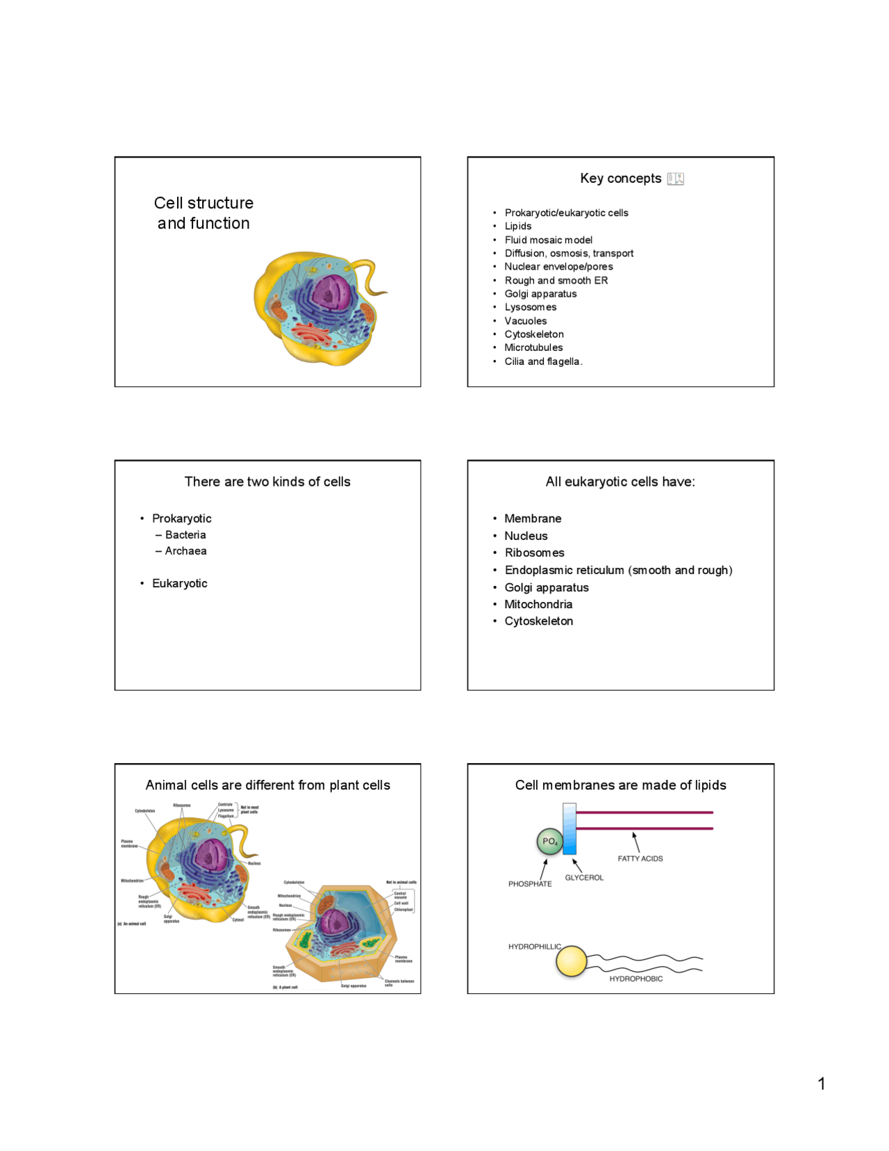 Cell Structure And Function Lecture Slides Bio 101n Docsity