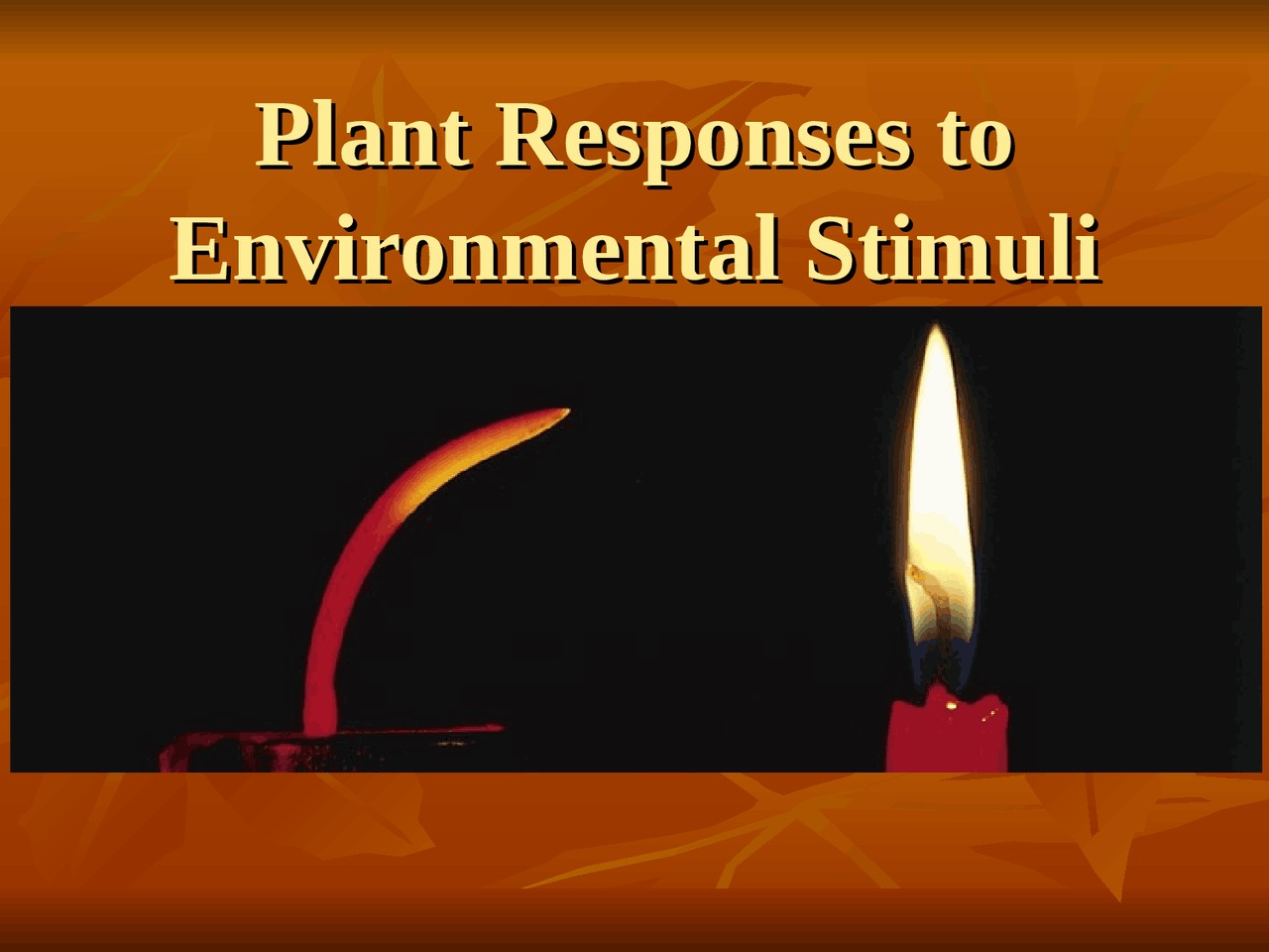 Plant Responses to Environmental Stimuli: Light, Gravity, Water, and ...