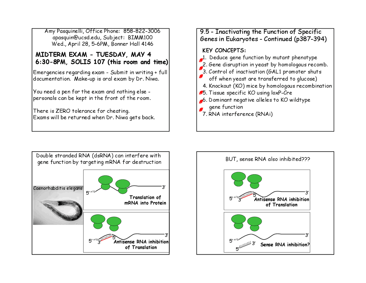 Inactivating The Function Of Specific Genes In Eukaryotes Slides