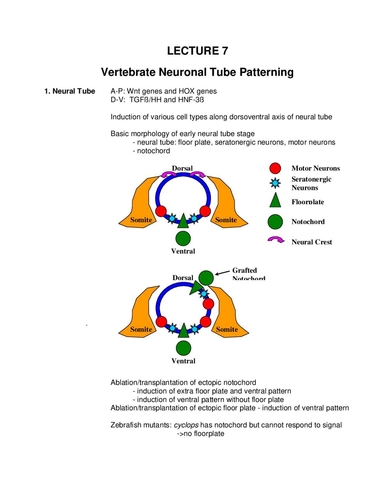 Vertebrate Neural Tube Patterning - Developmental Neurobiology | BIPN ...