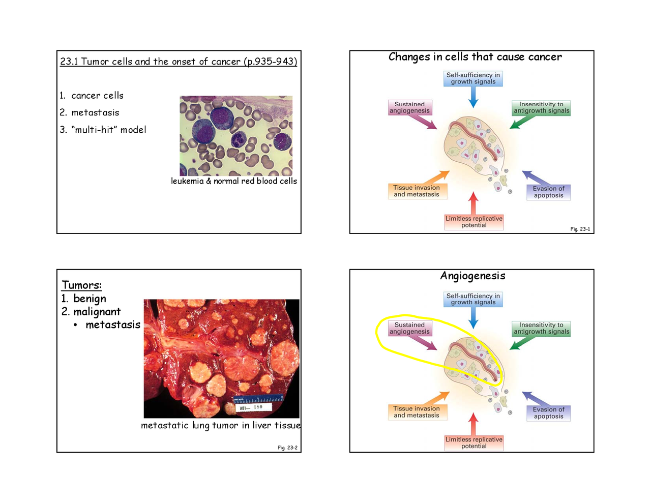 Tumor Cells and Onset of Cancer | Molecular Biology | BIMM 100 - Docsity