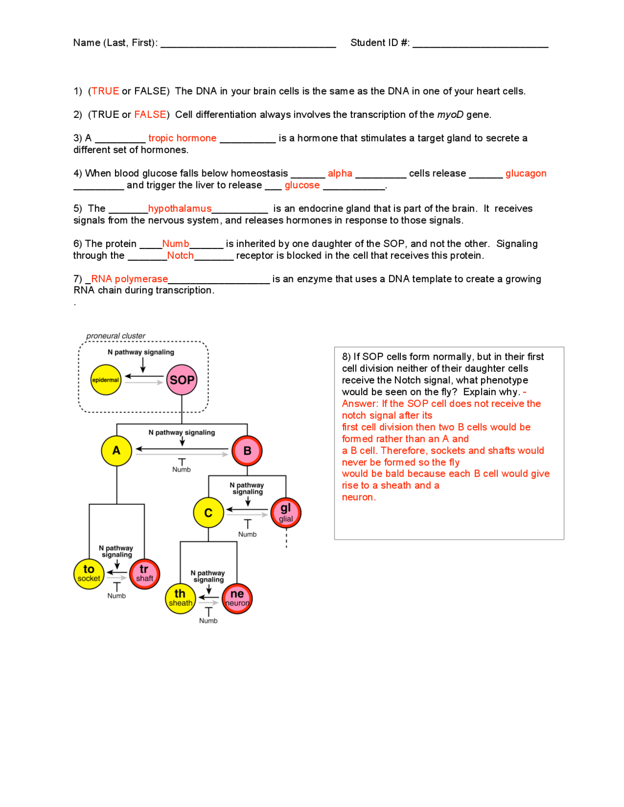 12 Questions With Solutions On Multicellular Life Bild 2 Docsity