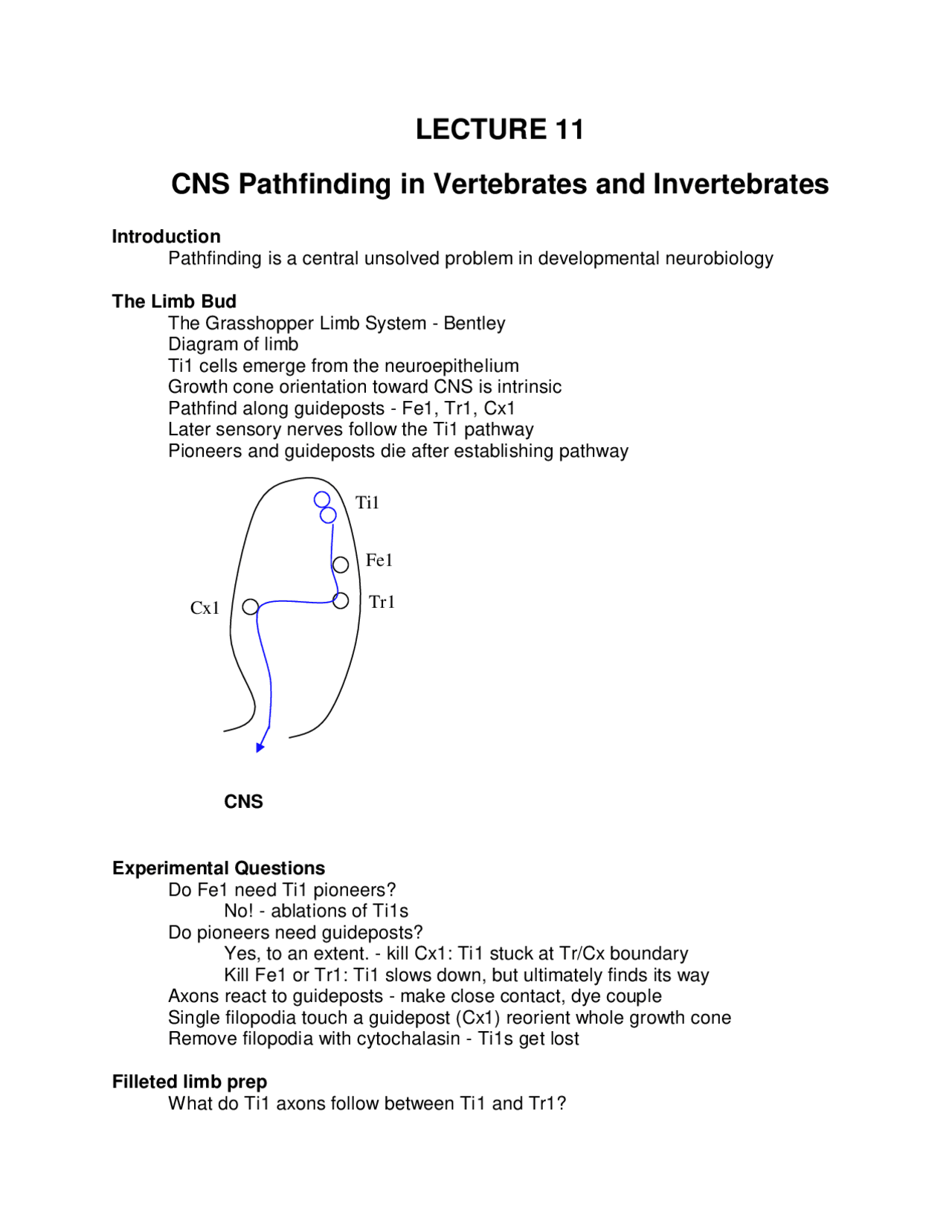 CNS Path finding in Vertebrates and Invertebrates - Lecture Notes ...