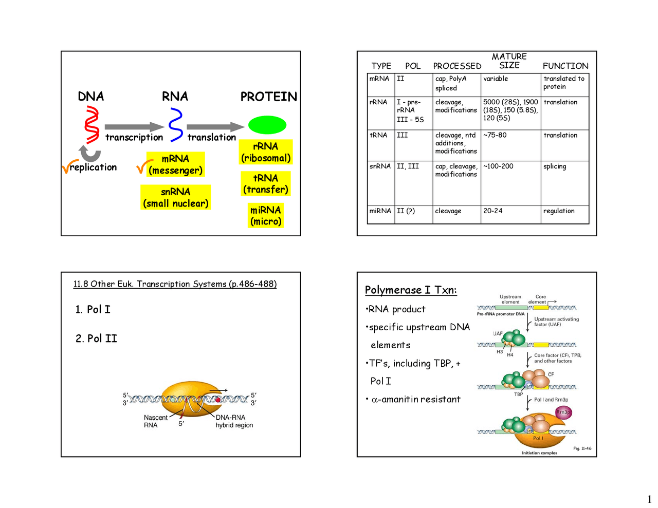 Notes on DNA, RNA, Protein - Classical Sociological Theory | SOCA 100 ...