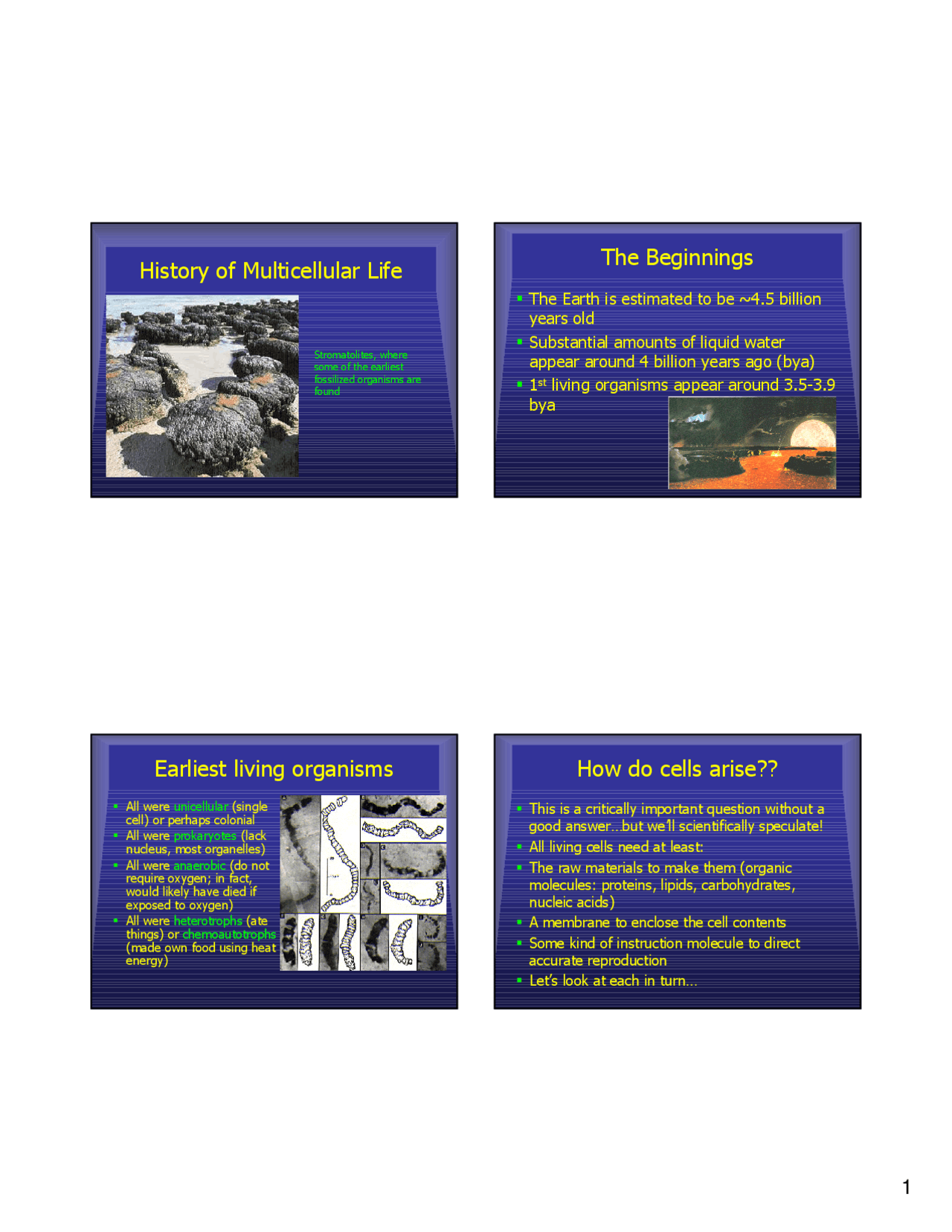 History Of Multicellular Life Lecture Slides Biol 1020 Docsity