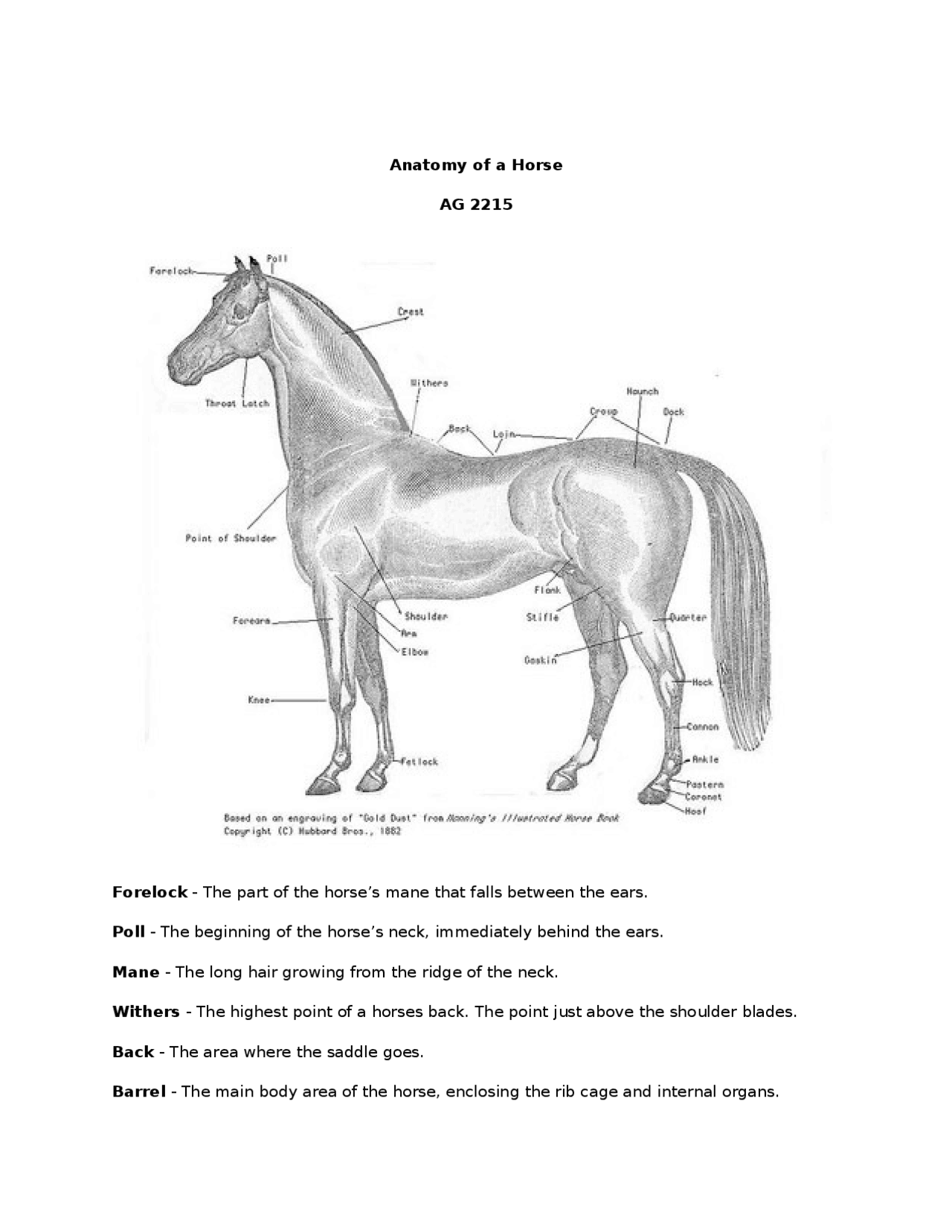 Anatomy of Horse - Lecture Notes | AG 2215 | Study notes Agricultural ...