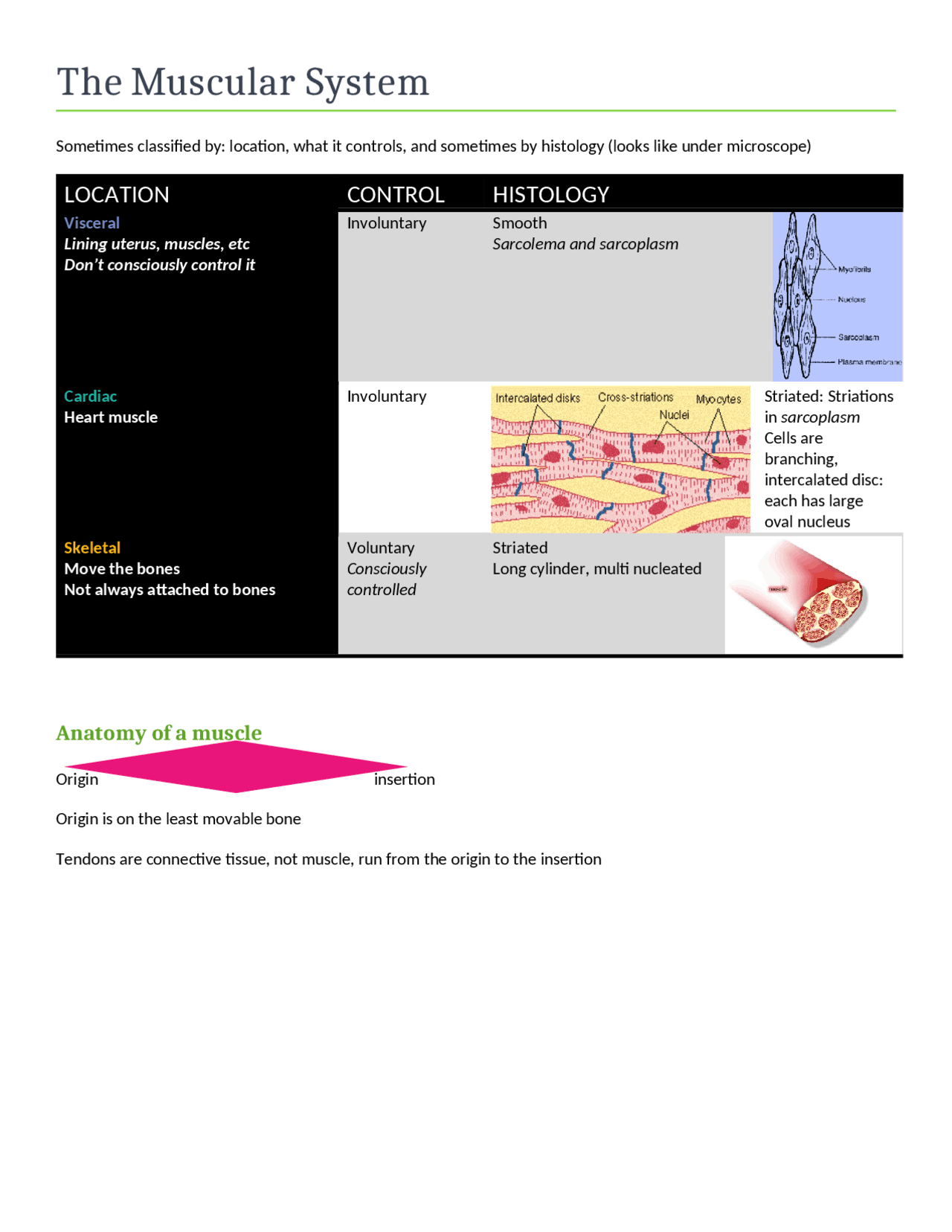 The Muscular System - Class Notes - Human Biology | BIL 109 - Docsity
