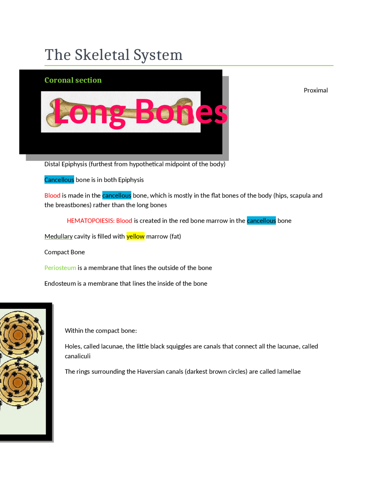 The Skeletal Systems in Human Biology | BIL 109 - Docsity