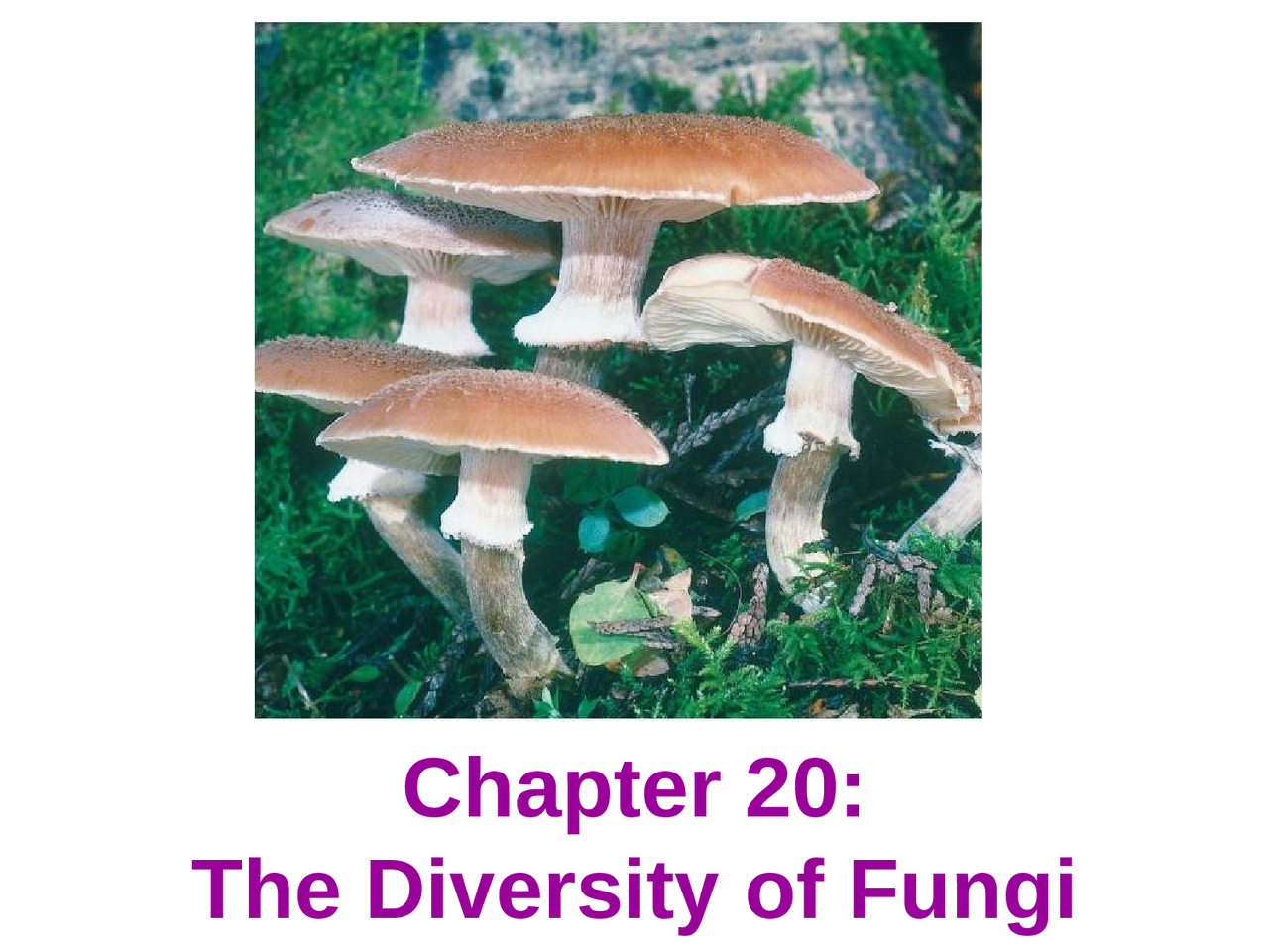The Diversity of Fungi - Lecture Slides | BIOL 1002 - Docsity