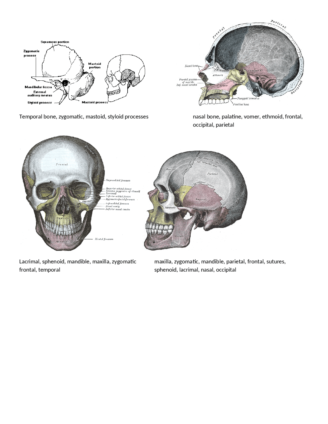 Articulation Diagrams - Speech Anatomy and Physiology | SPA 3101 - Docsity