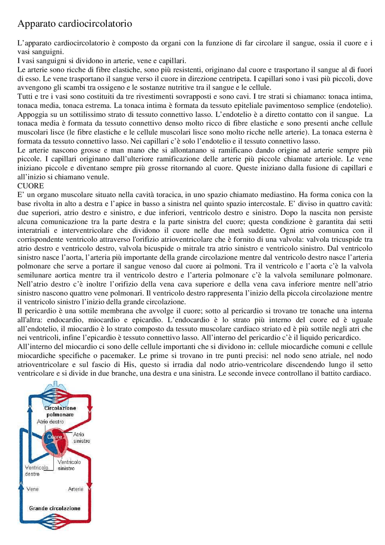 Anatomia Apparato Cardiocircolatorio Docsity