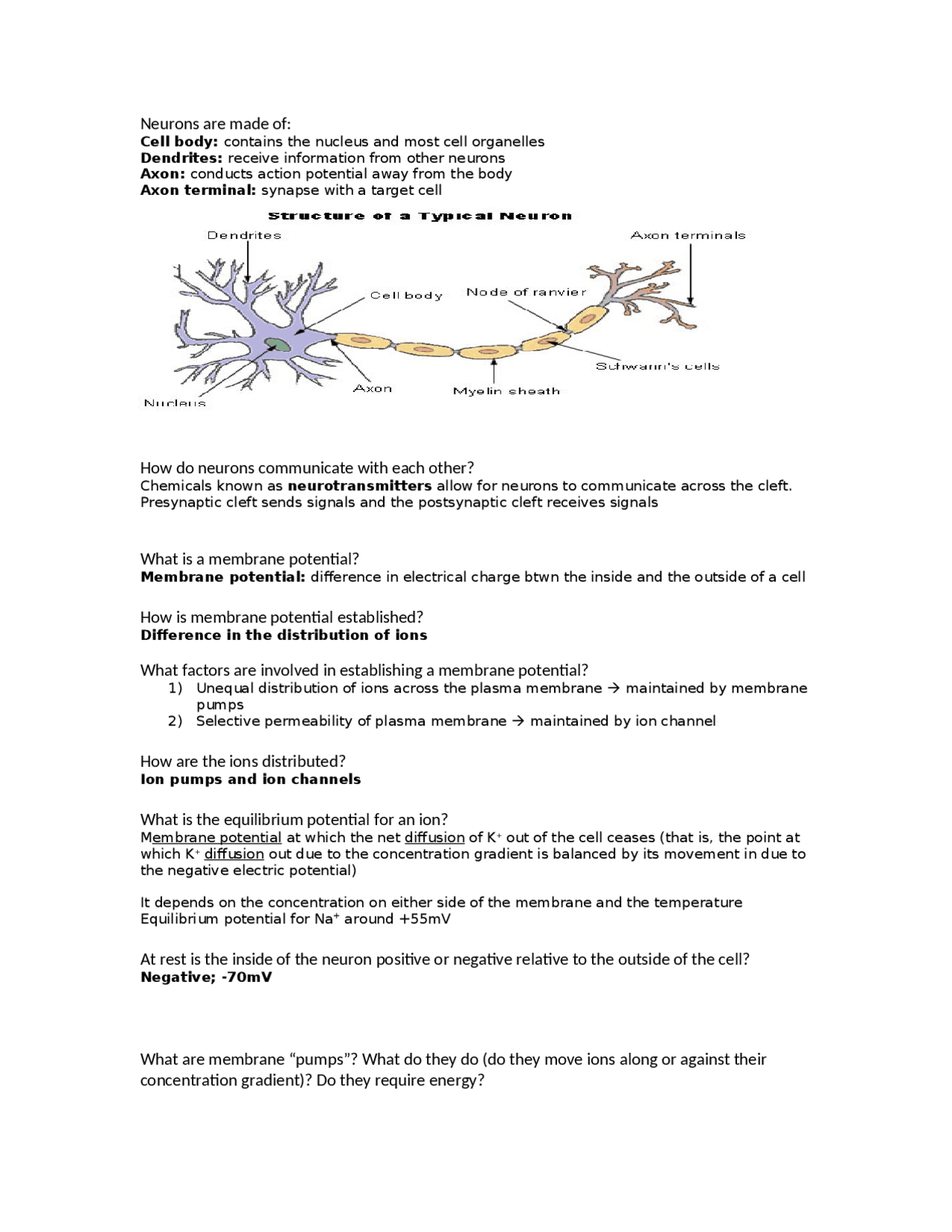 Structure of Typical Neurons in Principles of Biology II - Study Guide ...