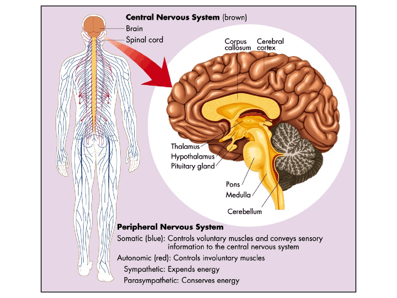 Anatomy Notes | A Survey of the Neural Basis of Behavior | PSYC 2200 ...