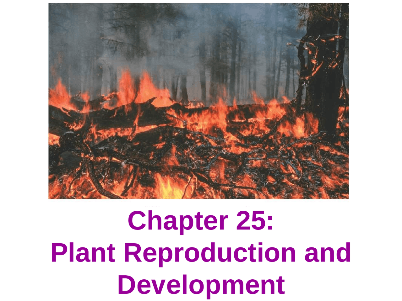 Plant Reproduction And Development Lecture Slides Biol 1002 Docsity