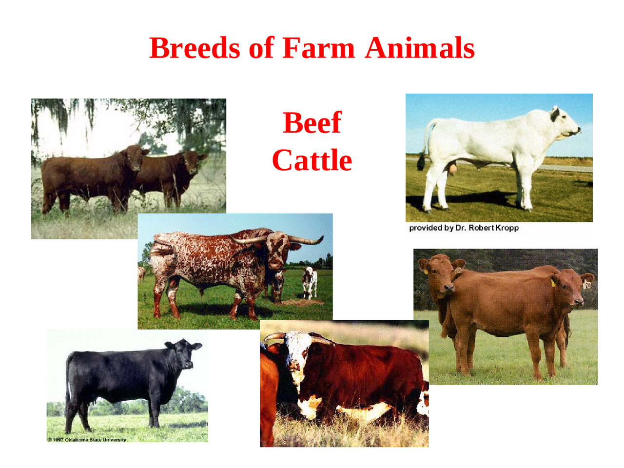 Breeds of Farm Animals Beef Cattle - Lecture Slides | ADSC 2010 - Docsity