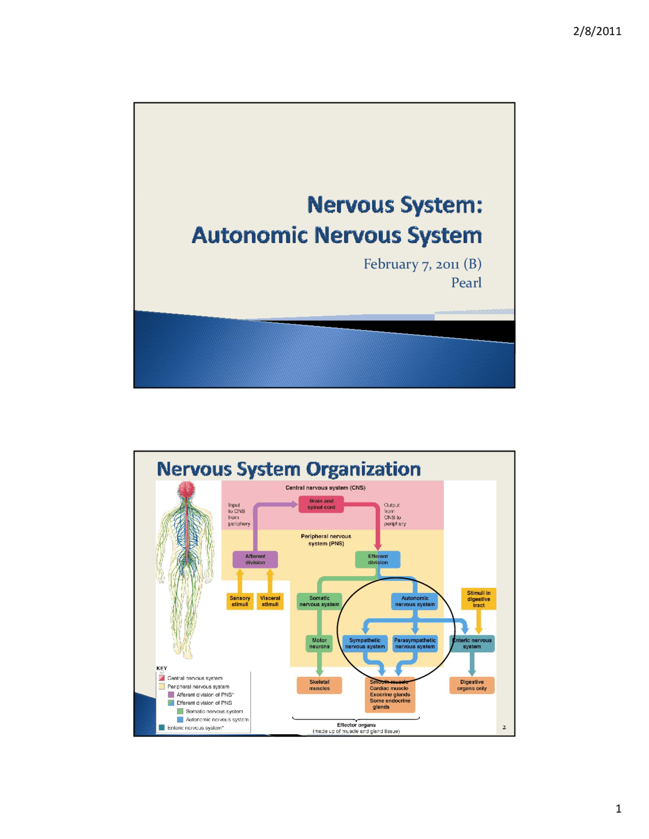 Nervous System: Autonomic Nervous System - Slides | BIOS 3500 | Study ...