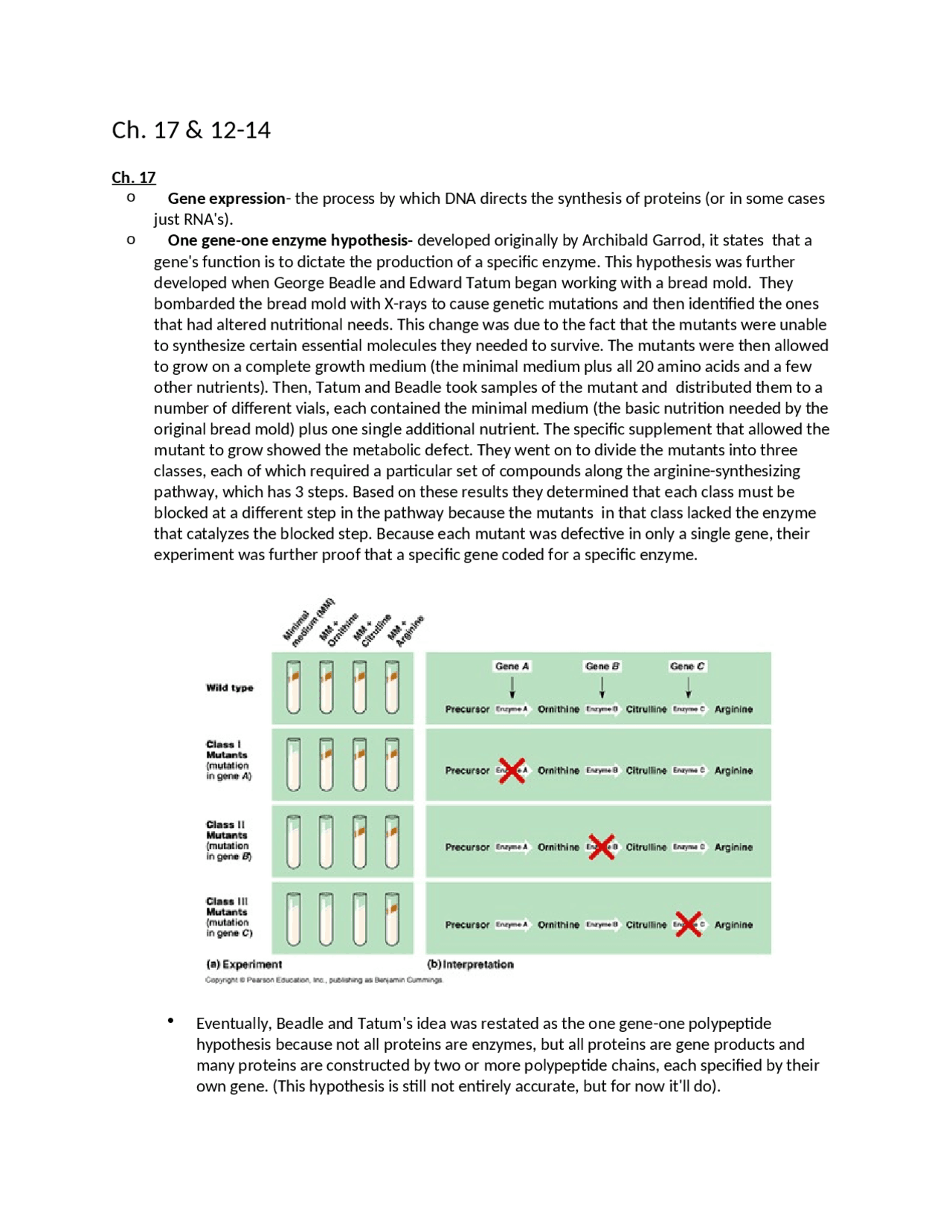 Gene Expression, One Gene-One Enzyme Hypothesis - Notes | BIOL 1201 ...