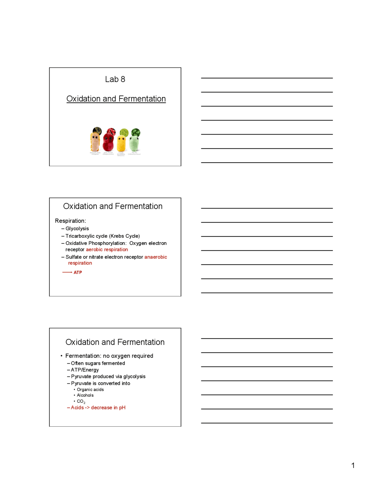 Lab 8 Oxidation And Fermentation Slides Bios 3120 Docsity