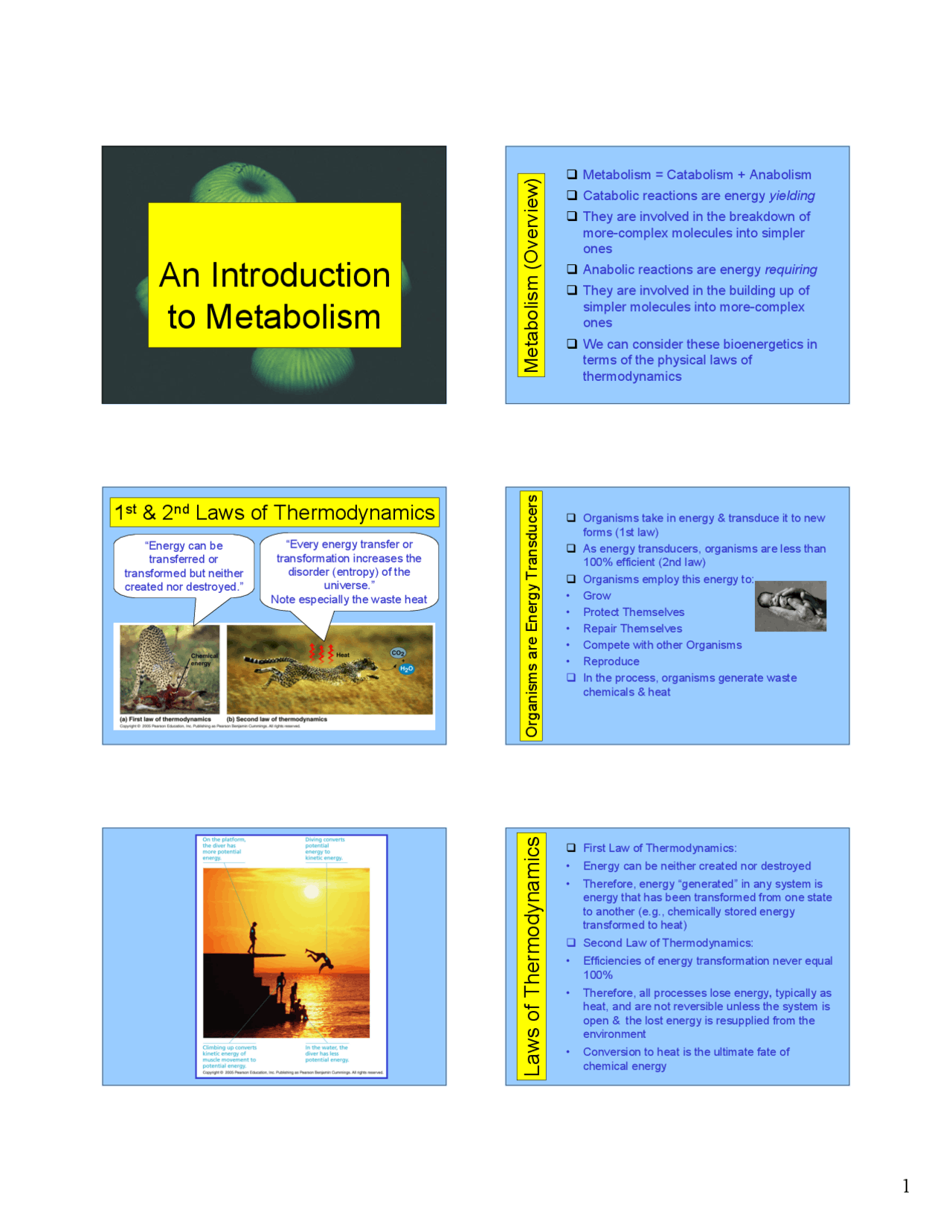 An Introduction To Metabolism Lecture Slides Aands 100 Docsity