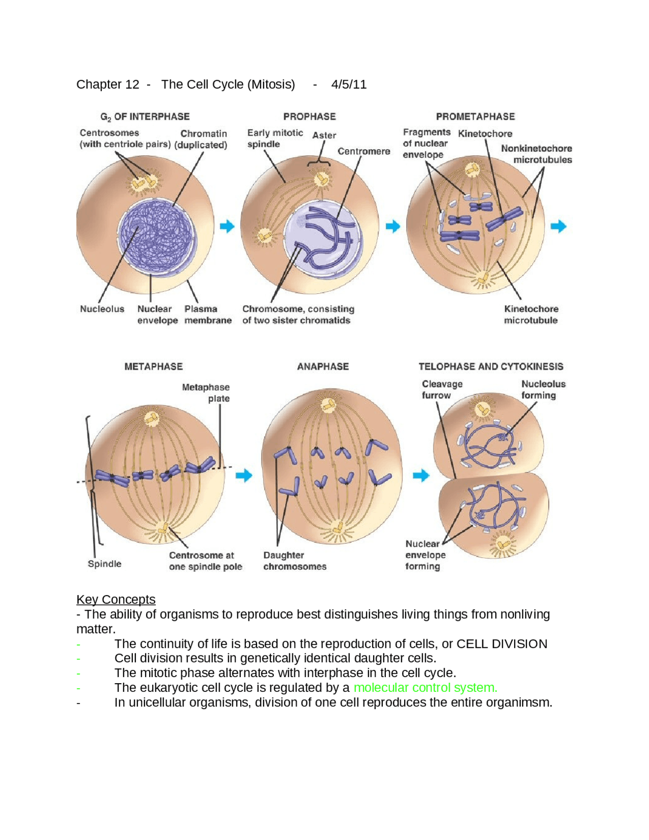 Lecture Notes On The Cell Cycle Mitosis Of Cells And Molecules Bs