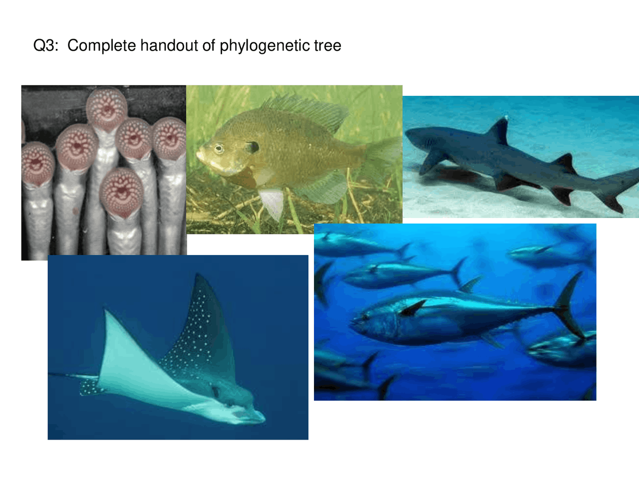Complete Handout Of Phylogenetic Tree In Ecology Bs 110 Docsity