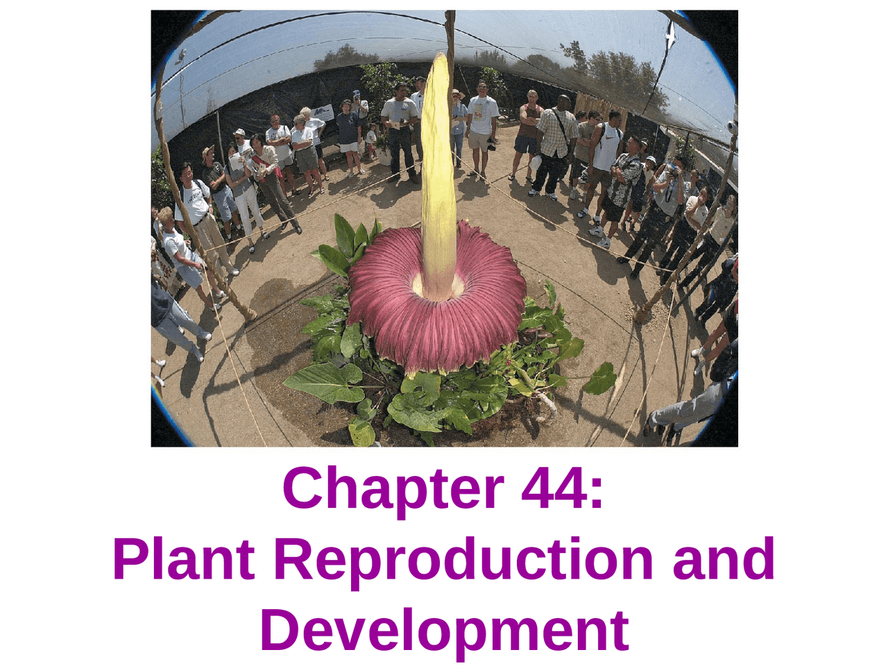 Lecture Slides On Plant Reproduction And Development Biol 1002 Docsity