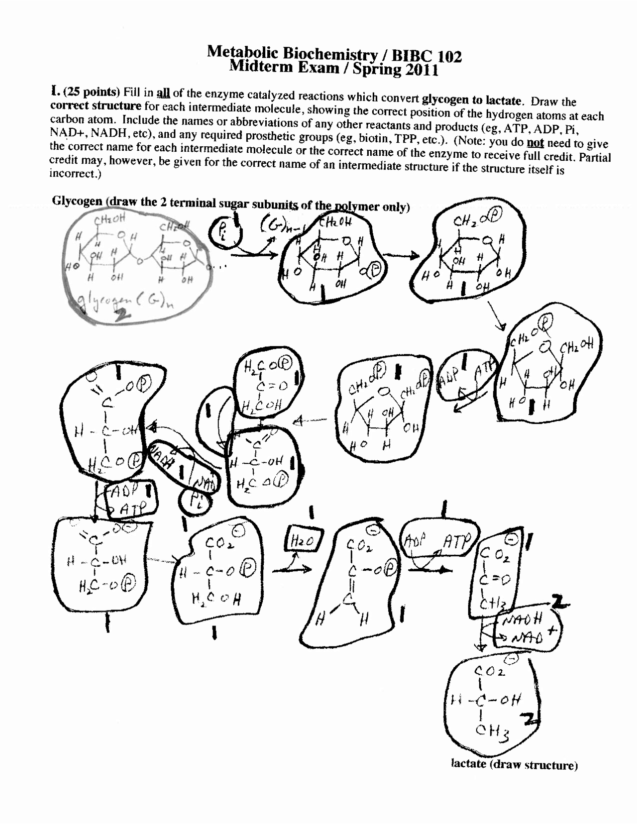 Midterm Questions With Solutions Metabolic Biochemistry Bibc 102