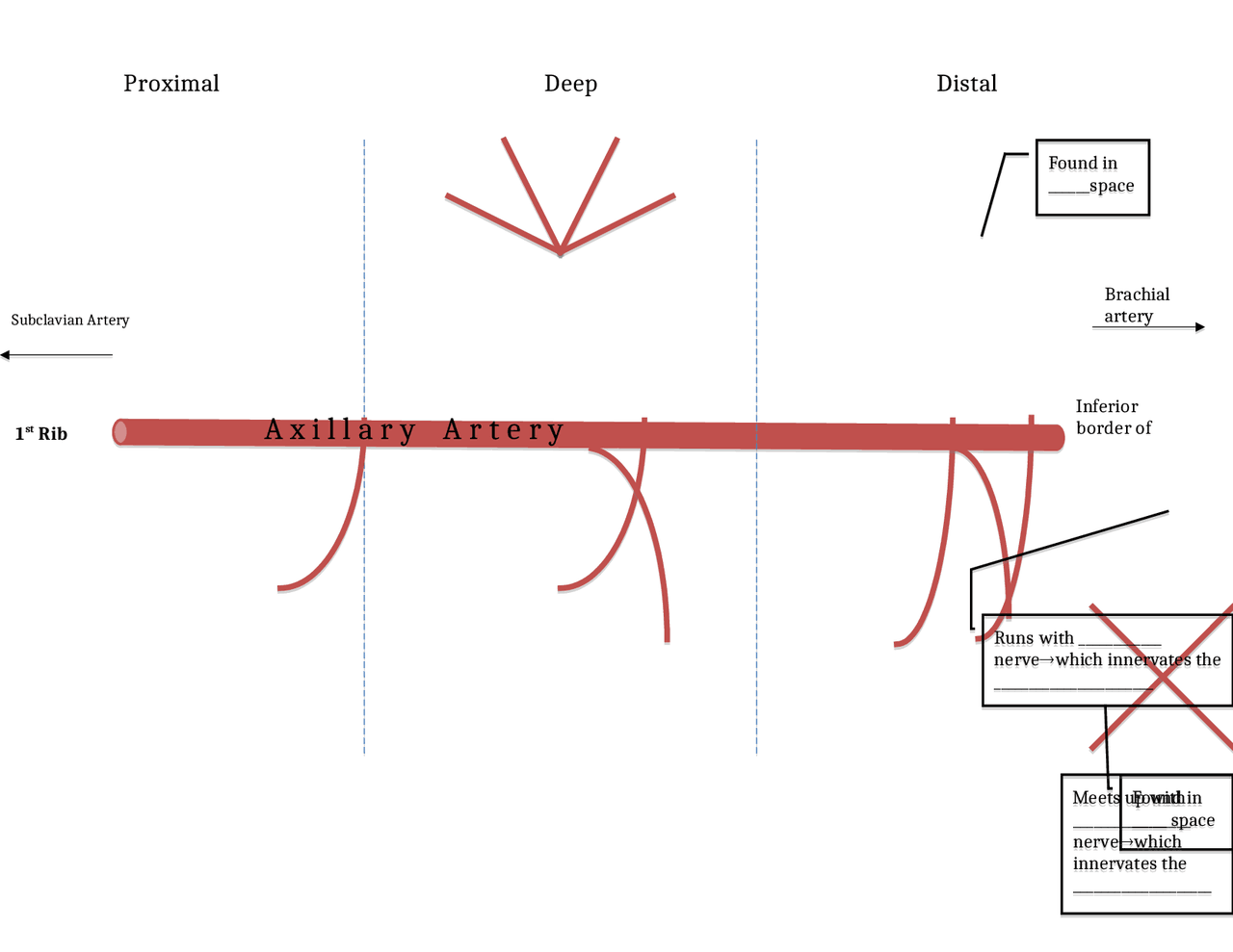 Axillary Artery Test - Human Anatomy and Physiology I | BSCI 201 - Docsity