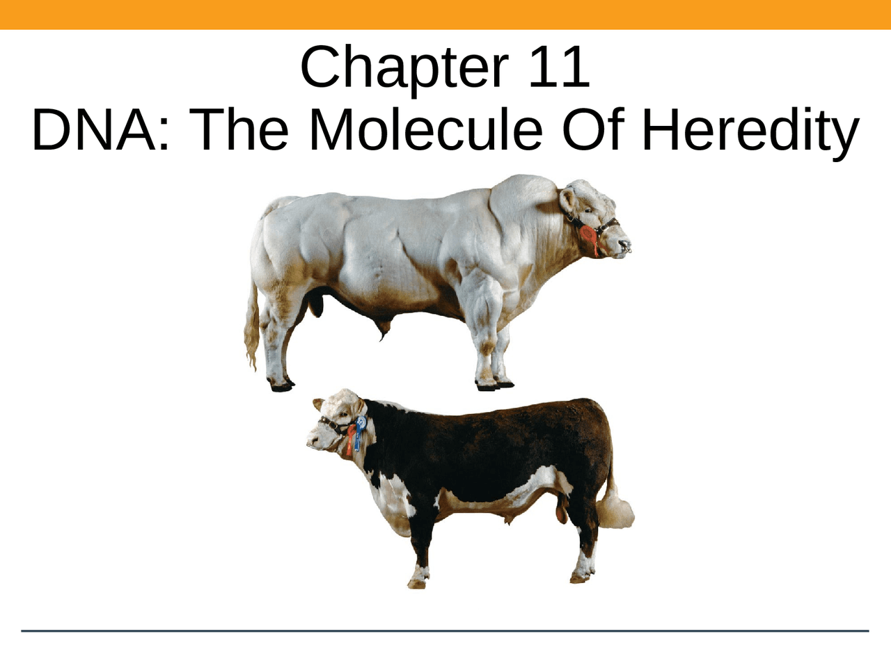 The Molecule of Heredity - General Biology | BIOL 1001 - Docsity